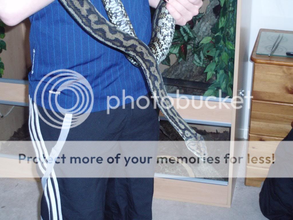 Coastal Carpet Python thread..... | Reptile Forums