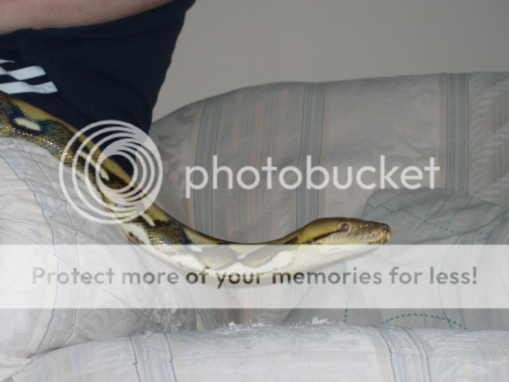 The Reticulated Python Thread | Page 76 | Reptile Forums