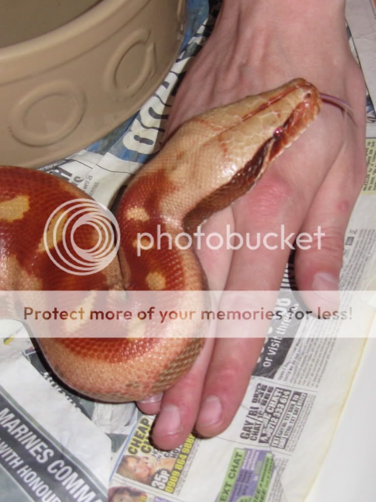 Blood python thread. | Page 3 | Reptile Forums