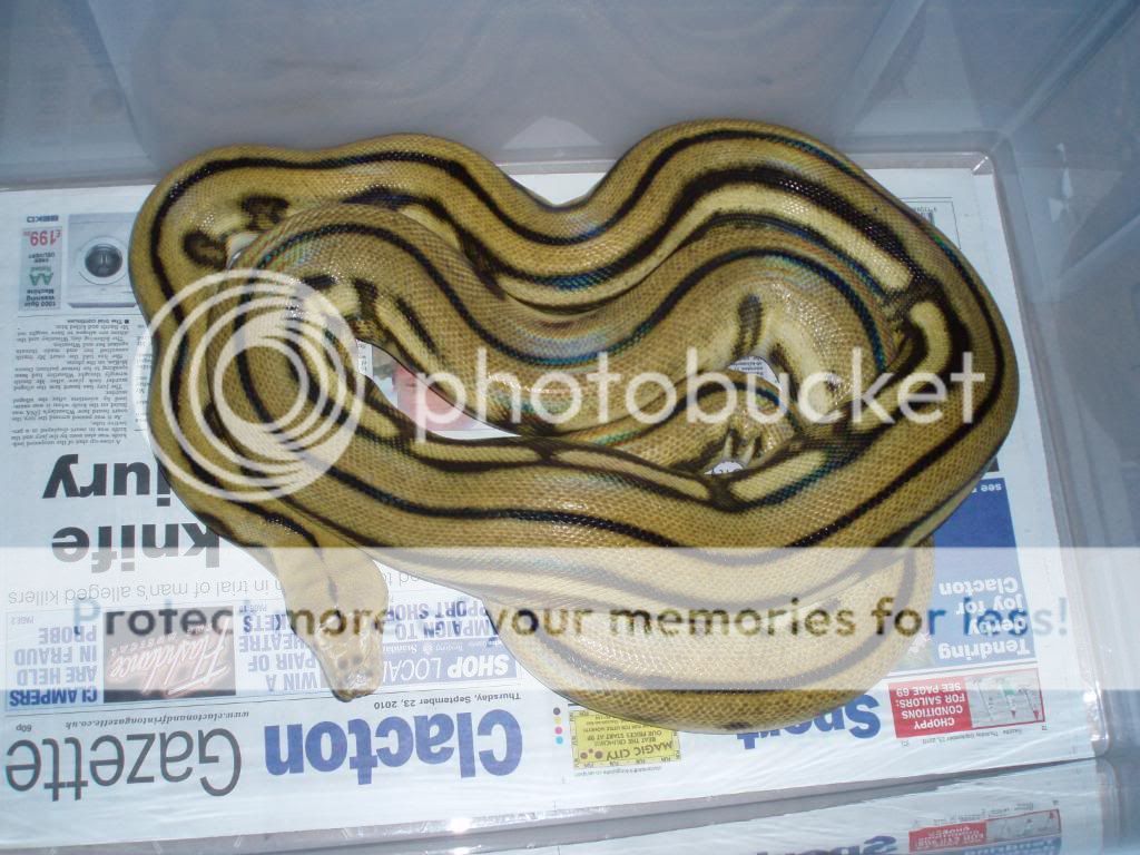 09 Female Super Tiger Reticulated Python Very Tame Stunning Snake ...