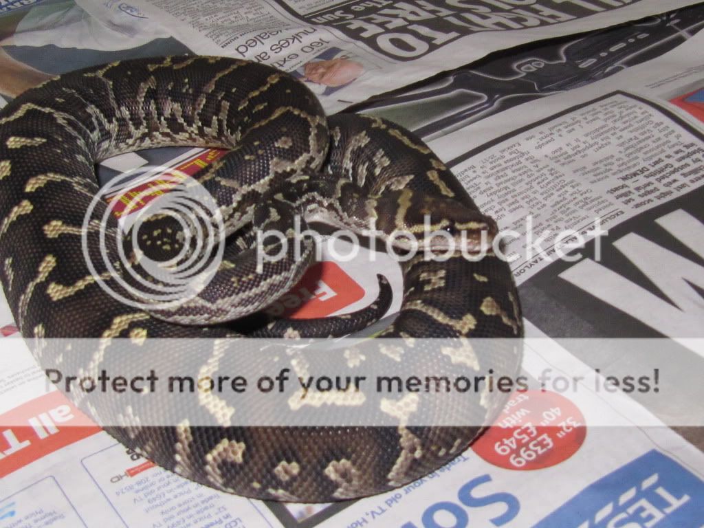 Angolan Python | Reptile Forums