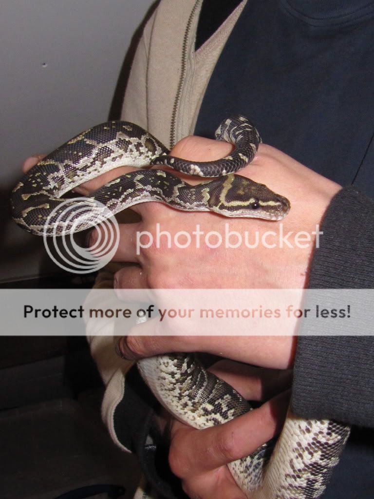 Angolan Python | Reptile Forums