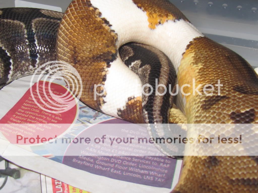 Kayuadi Retic...Bite | Reptile Forums