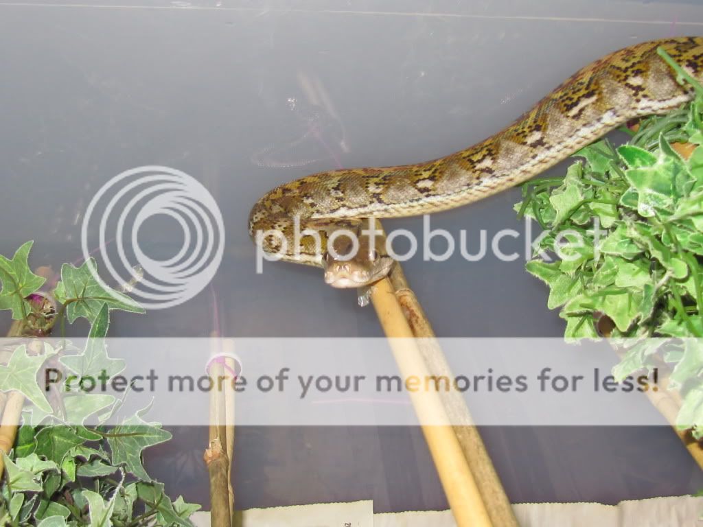 Kayuadi Retic...Bite | Reptile Forums