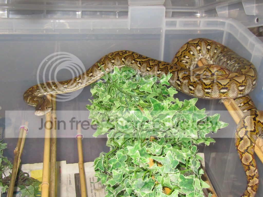 Kayuadi Retic...Bite | Reptile Forums